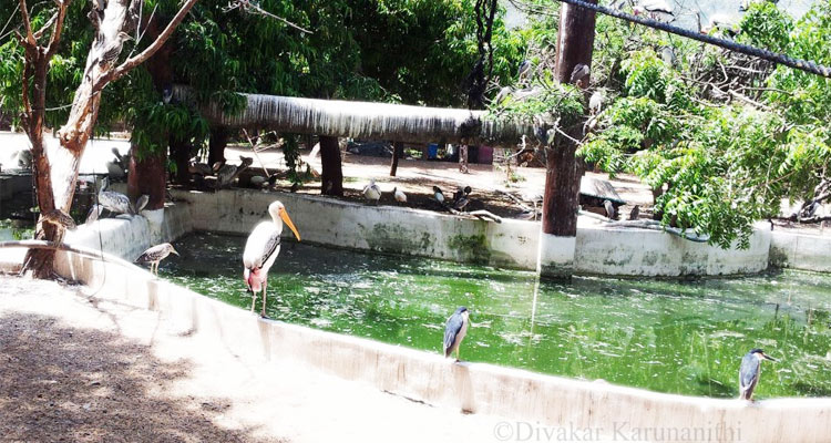 Guindy National Park Chennai (Timings, History, Entry Fee, Images ...